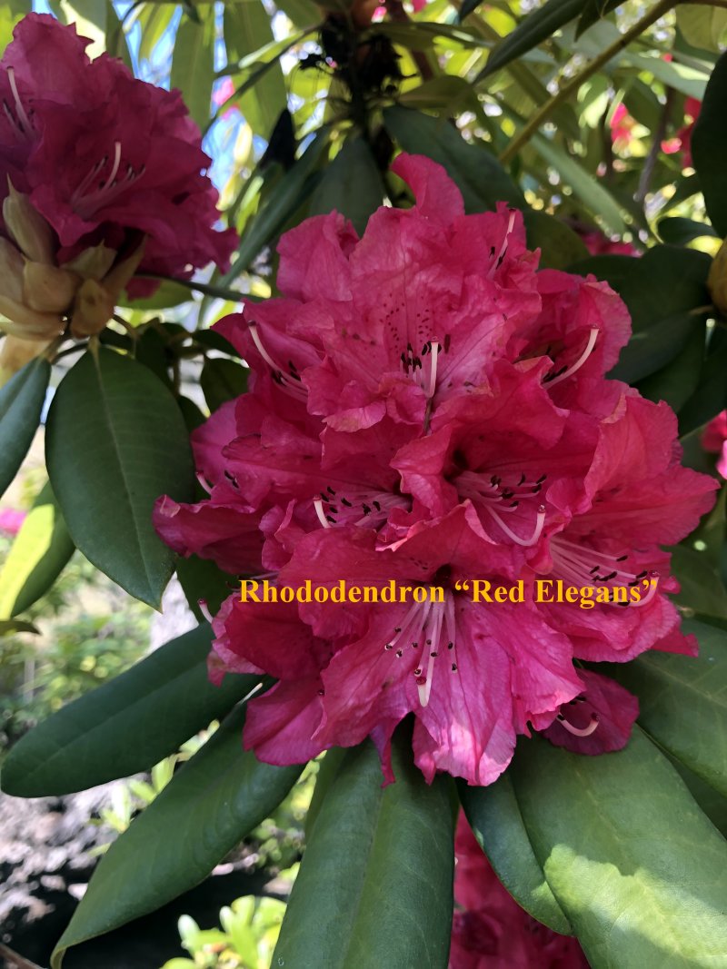 RHODODENDRONS QUEENSLAND