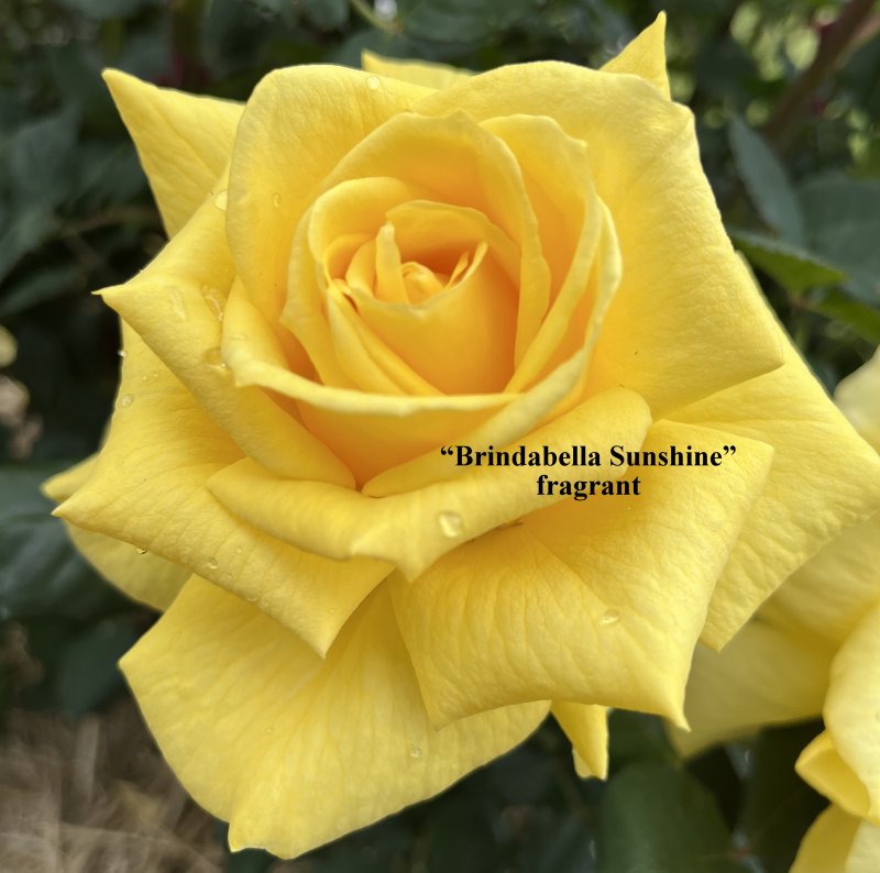 heatlover roses australia